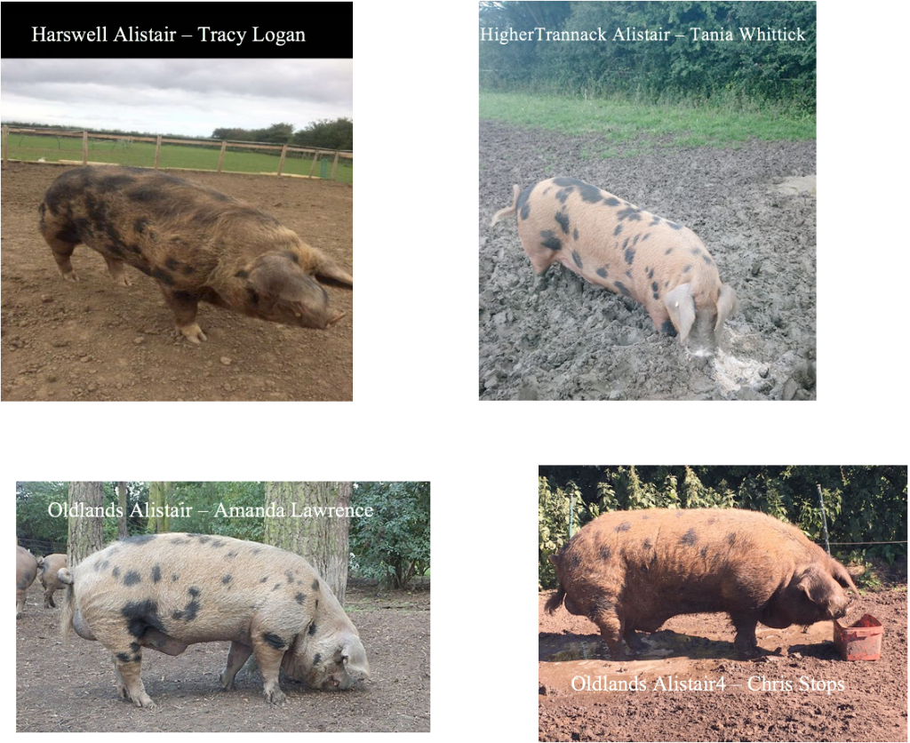 Alistair - Oxford Sandy and Black Pig Foundation Charity