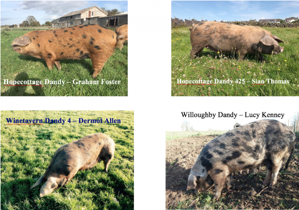 OSB Bloodline Profiles – Oxford Sandy and Black Pig Group