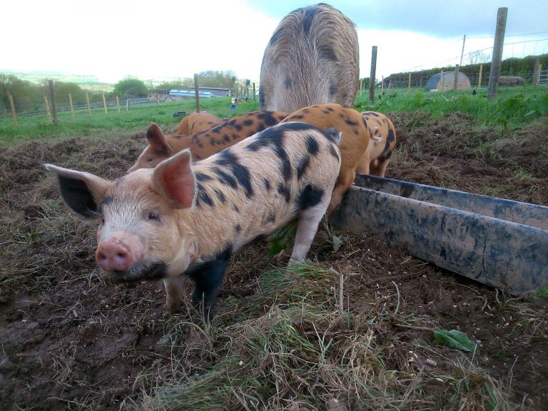 The OSB Pig Breed Facts and Information