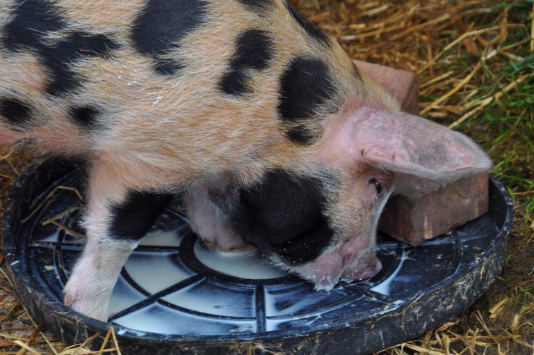 A Pig Tale.. from the Scottish Highlands – Oxford Sandy and Black Pig Group