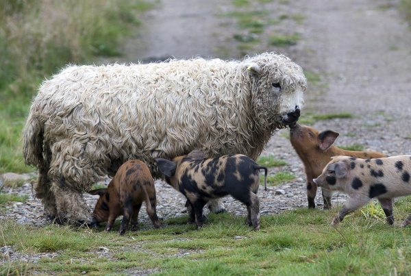 A Tale From The Scottish Highlands | Scottish Pig Breeds, Highland Pigs