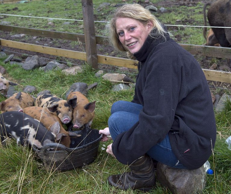 A Tale From The Scottish Highlands | Scottish Pig Breeds, Highland Pigs