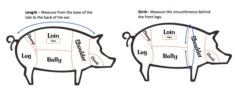 Calculate The Weight Of Your Pigs | Oxford Sandy and Black Pig Weight ...