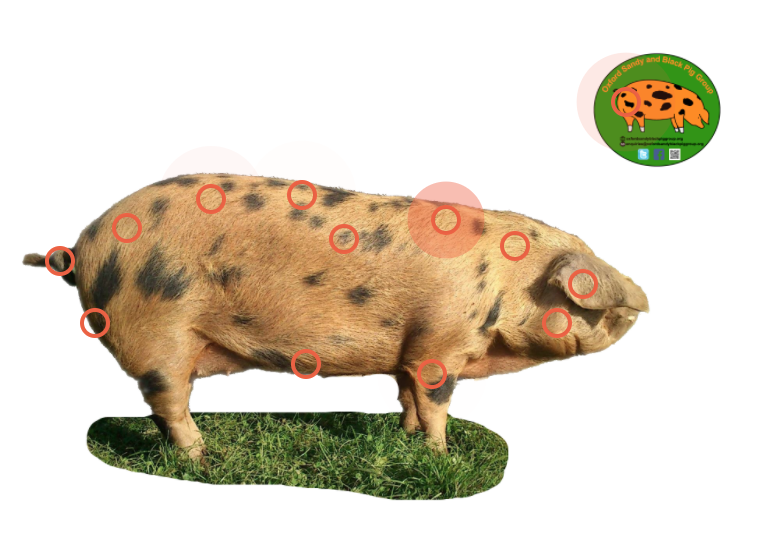 The OSB Pig Breed Facts and Information