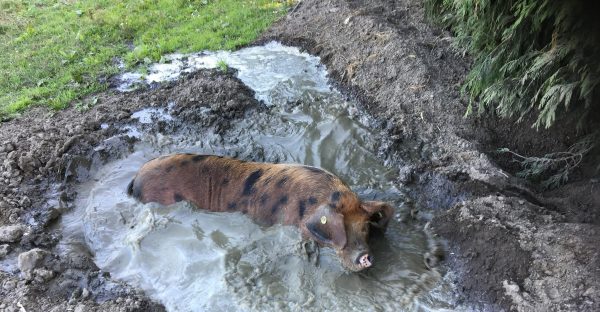 OSB Pig Group Pig Diseases & Ailments - Salt Poisoning - water ...