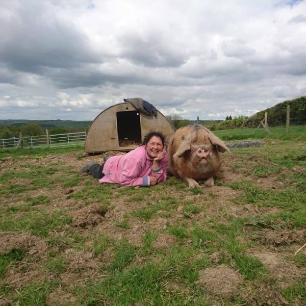 The History of the Oxford Sandy and Black Pig - Part III - Oxford Sandy ...