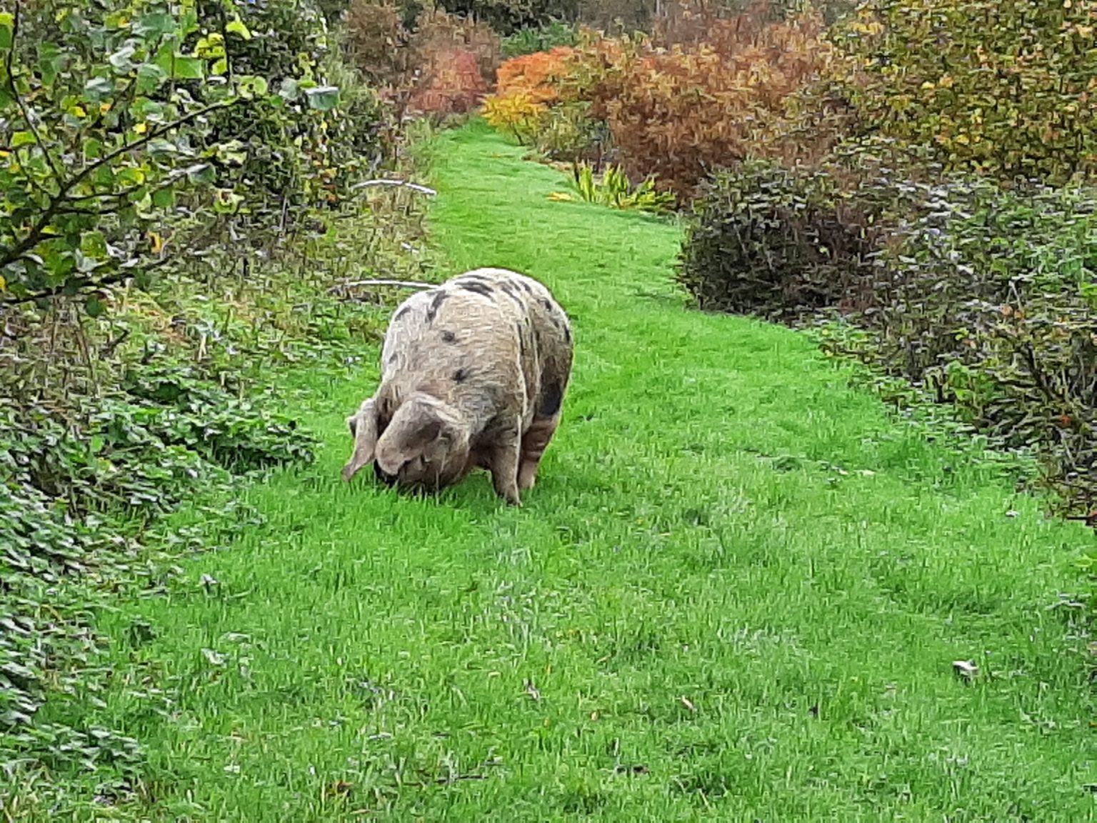 FARROWING - Being prepared Part V - Oxford Sandy and Black Pig ...