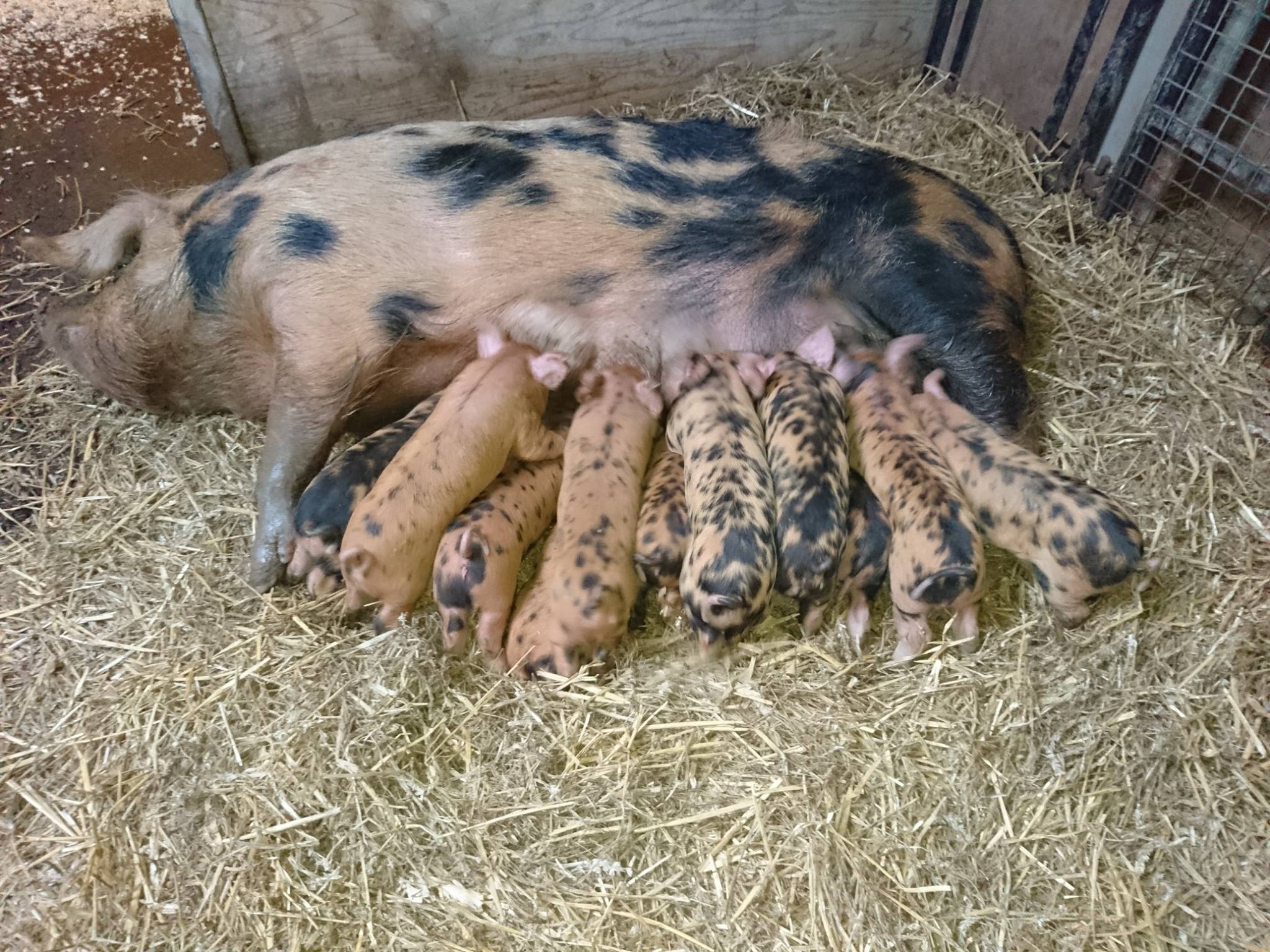 FARROWING - Being prepared part II - Oxford Sandy and Black Pig ...