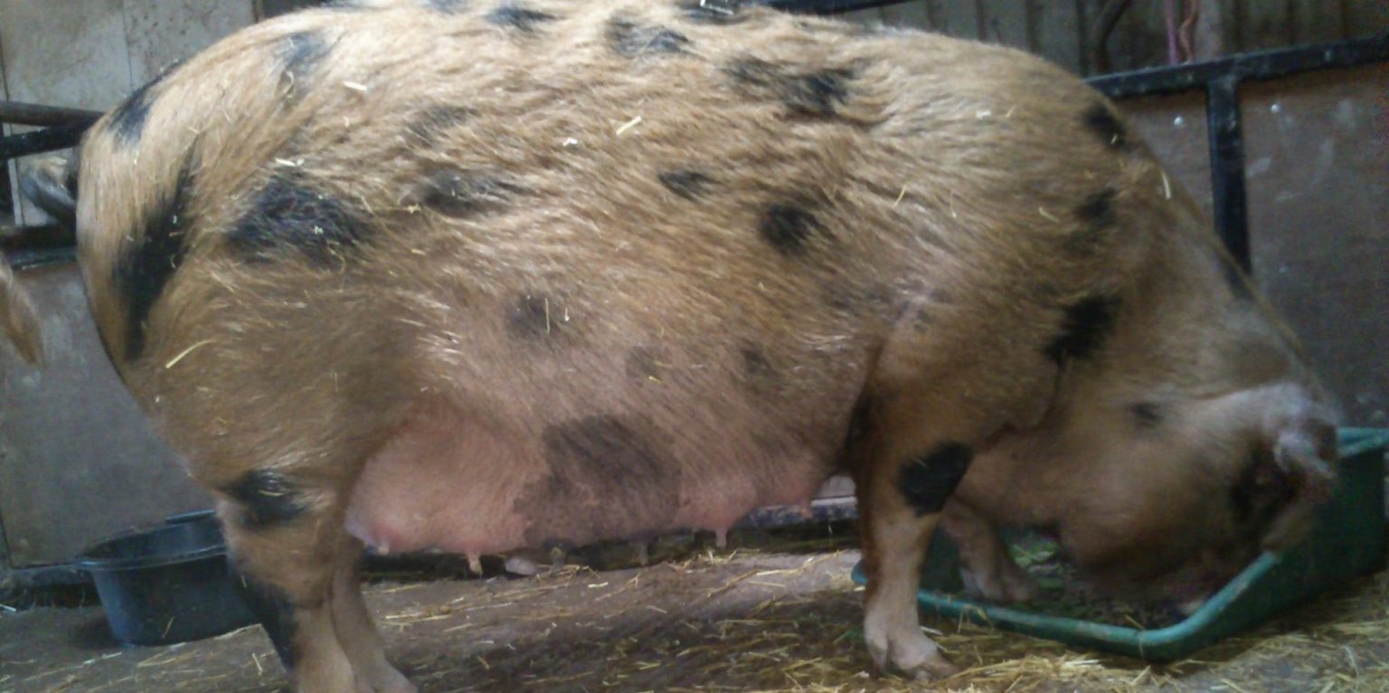 FARROWING - Being prepared Part III - Oxford Sandy and Black Pig ...