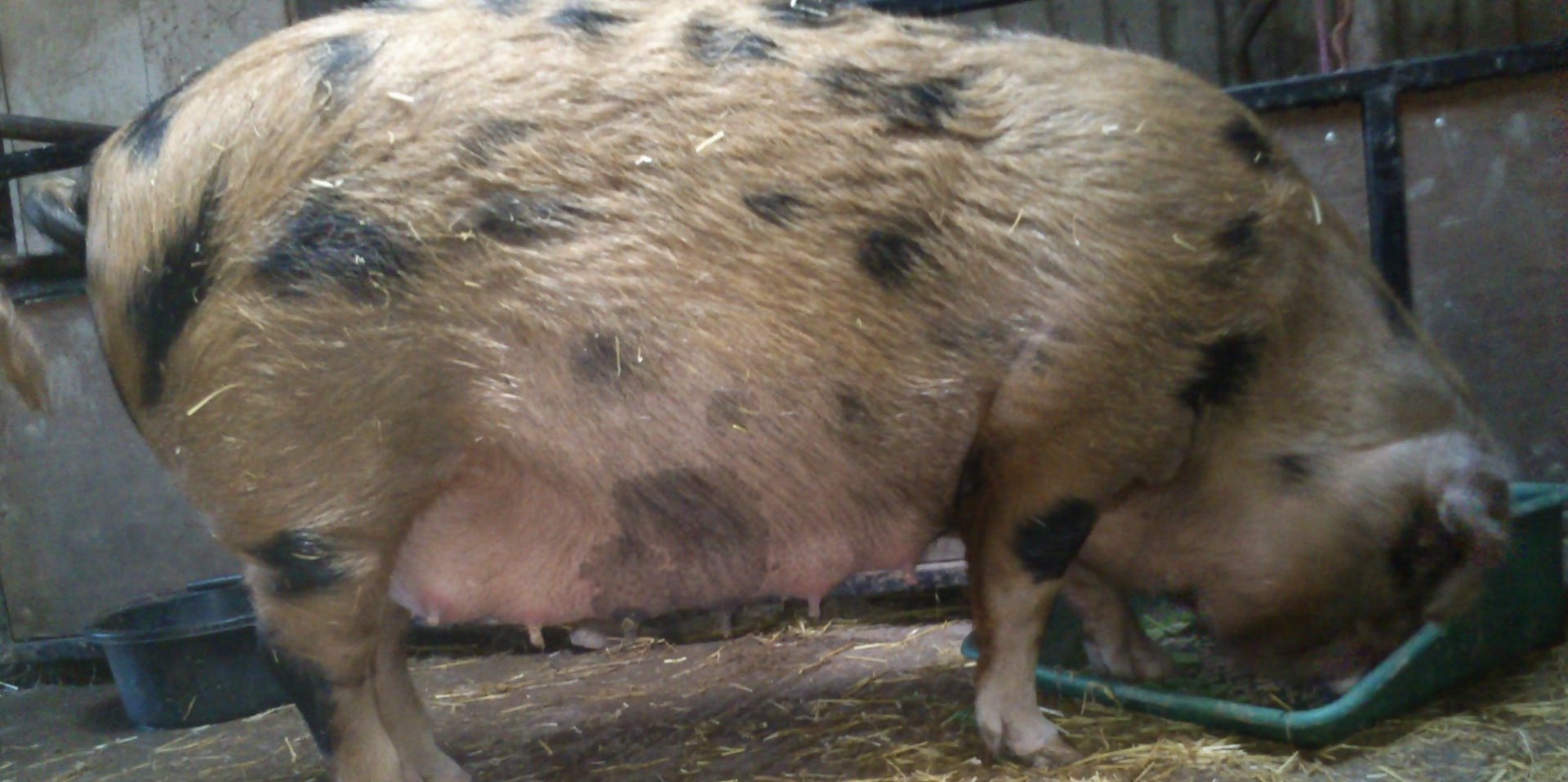 FARROWING - Being prepared Part III - Oxford Sandy and Black Pig ...