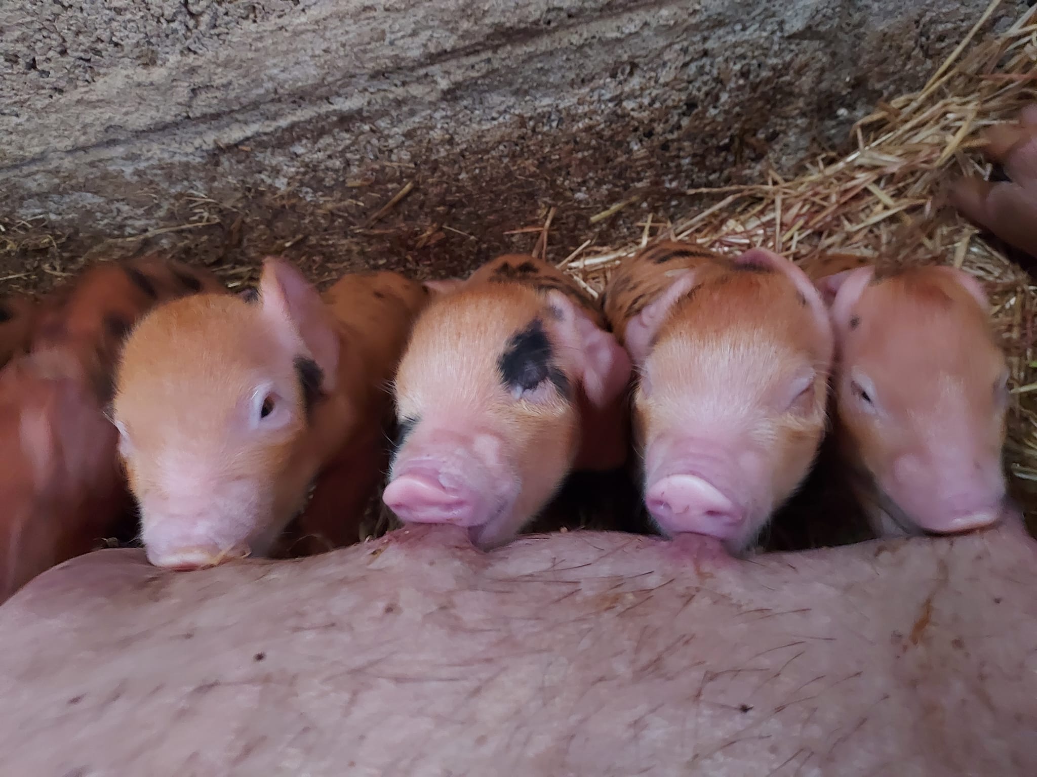 PIGLET/WEANER - Being prepared Part IV - Oxford Sandy and Black Pig ...