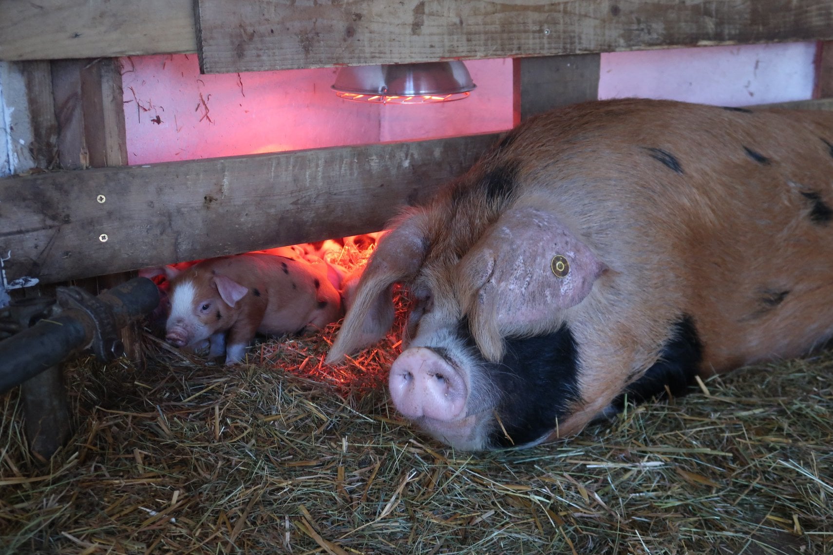 PIGLET/WEANER - Being prepared Part X - Oxford Sandy and Black Pig ...