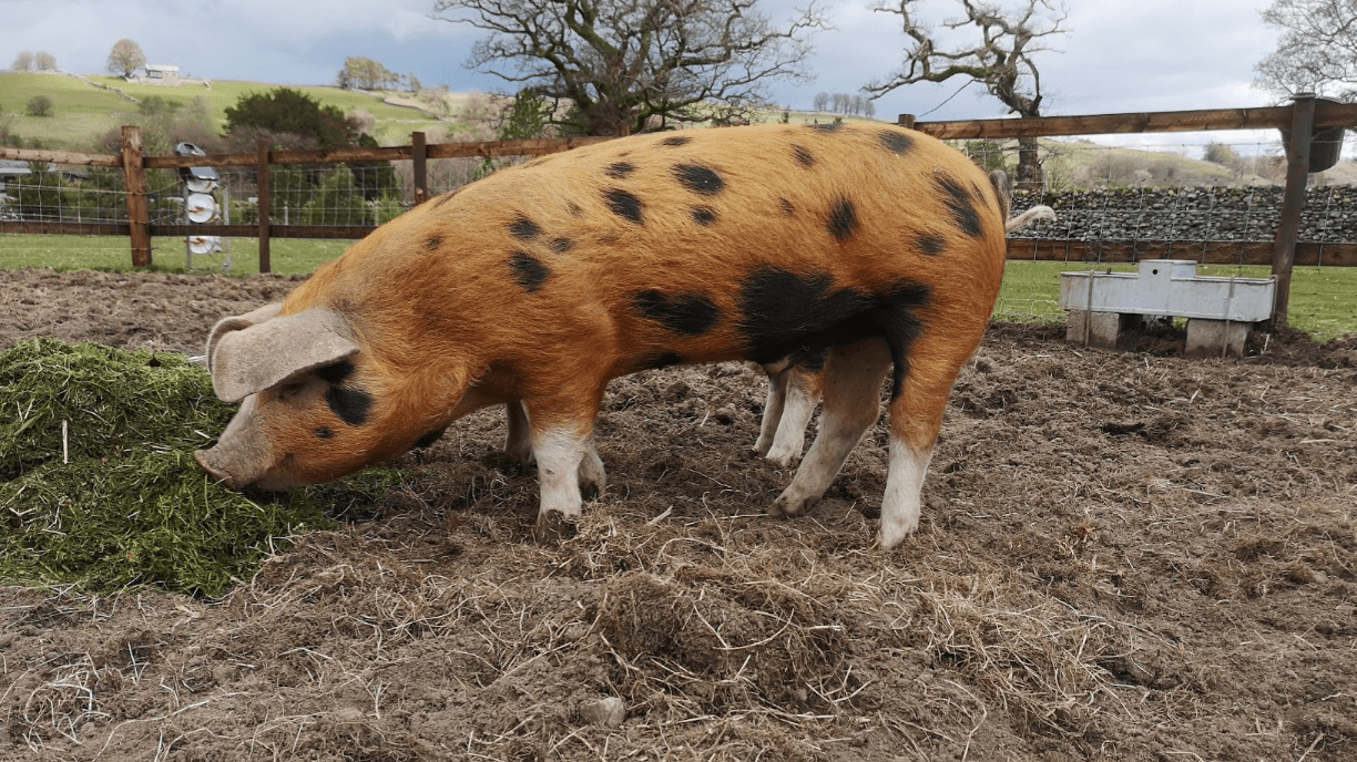 Christopher Moss - Oxford Sandy and Black Pig Foundation Charity