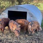 OSB Stock for Sale – Oxford Sandy and Black Pig Group