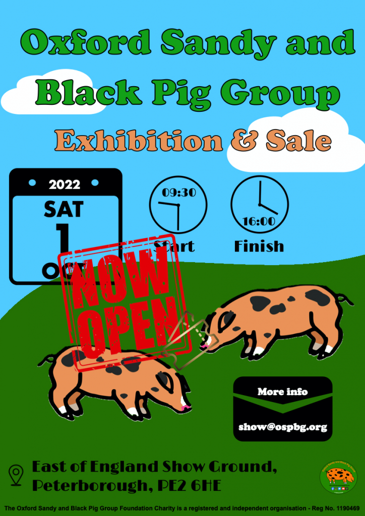 A Sow’s Reproductive System – Oxford Sandy and Black Pig Group