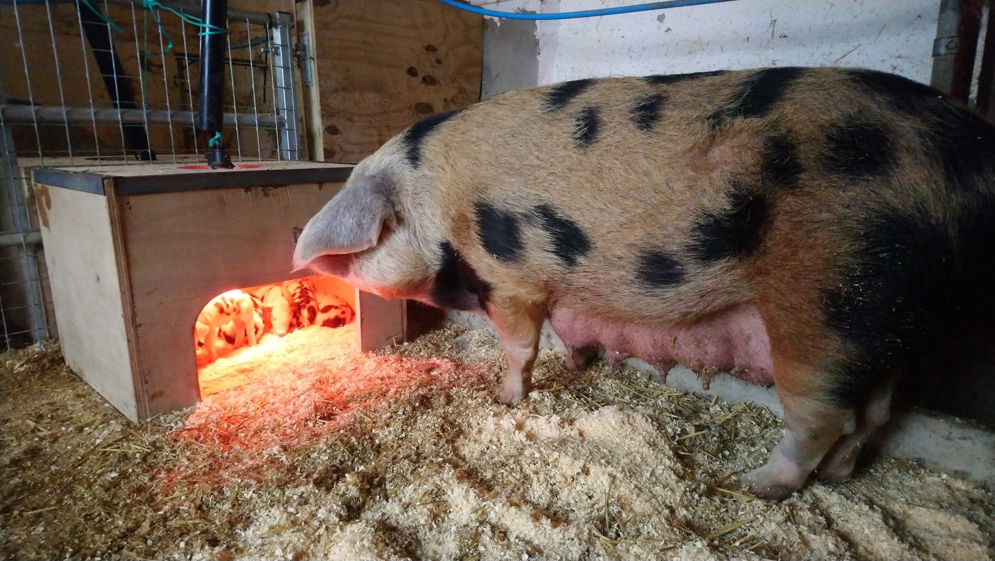 PIGS COPING WITH THE COLD - part 2 - Oxford Sandy and Black Pig ...