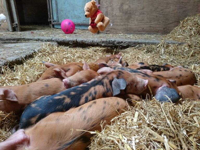 PIGS COPING IN COLD - part 3 - Oxford Sandy and Black Pig Foundation ...