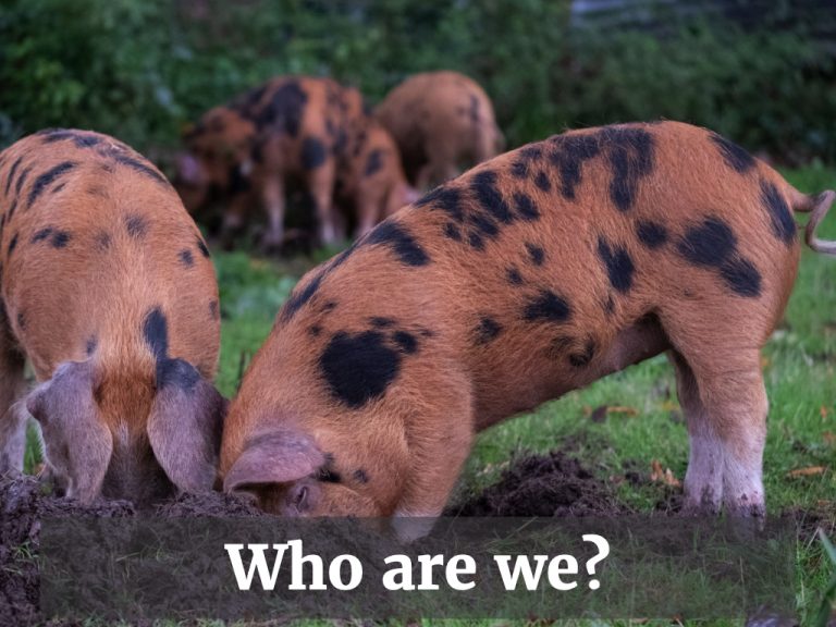 Oxford Sandy and Black Pigs - Oxford Sandy and Black Pig Foundation Charity