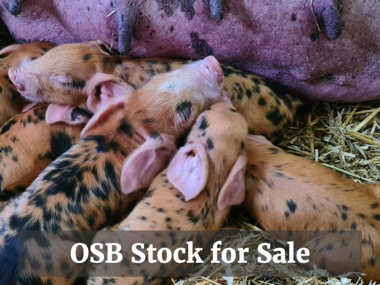 Oxford Sandy and Black Pigs - Oxford Sandy and Black Pig Foundation Charity