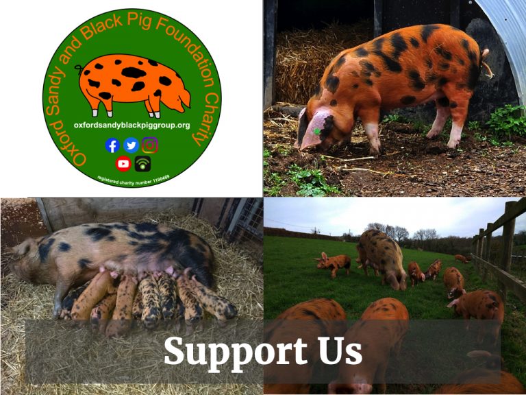 A Full Guide Pig Terminology UK | Baconer, Porker, Barrow Pig Weight & More