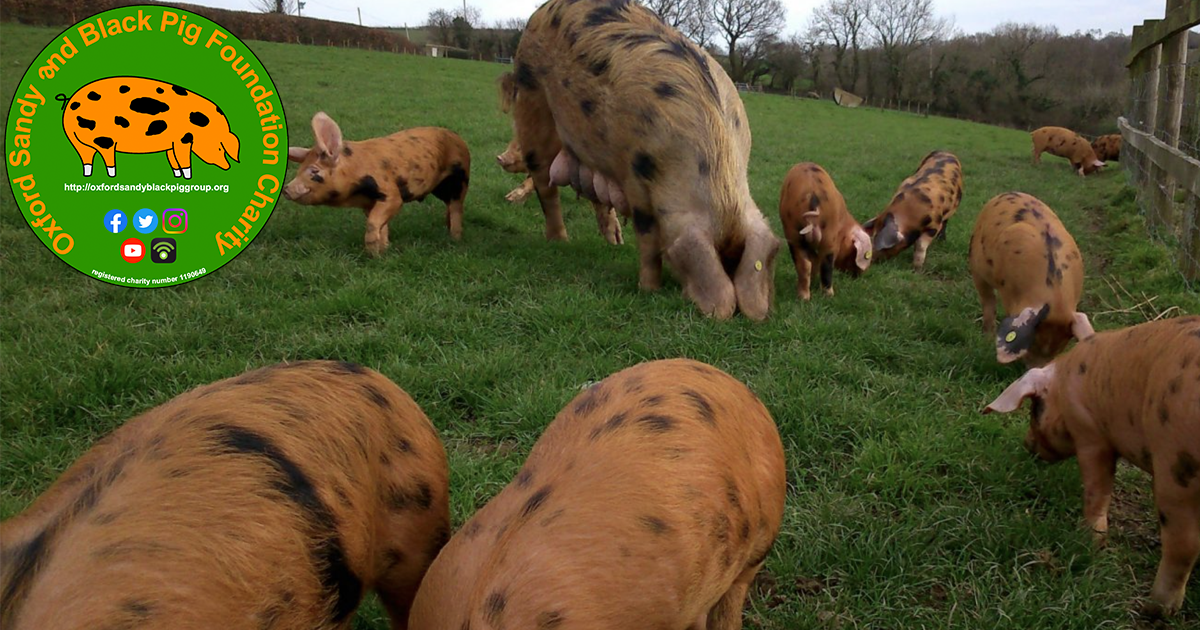 Oxford Sandy and Black Pigs - Oxford Sandy and Black Pig Foundation Charity