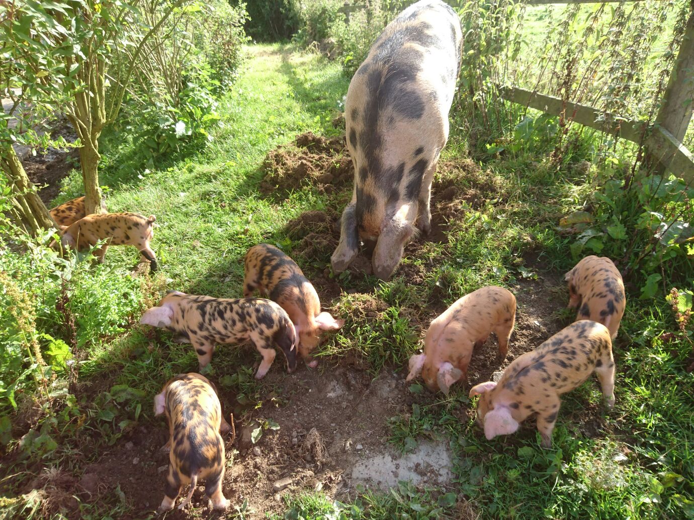 Seasonal Infertility - Oxford Sandy and Black Pig Foundation Charity