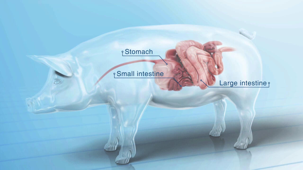 Ileitis and Proliferative Enteropathies: A Closer Look at Pig Health ...