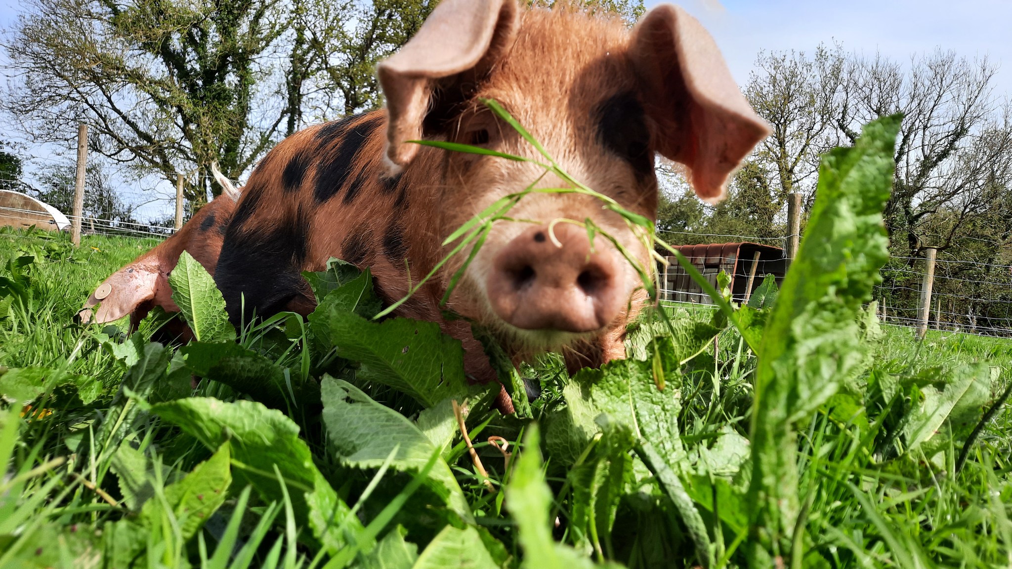 Tetanus - Clostridium tetani - Oxford Sandy and Black Pig Foundation ...