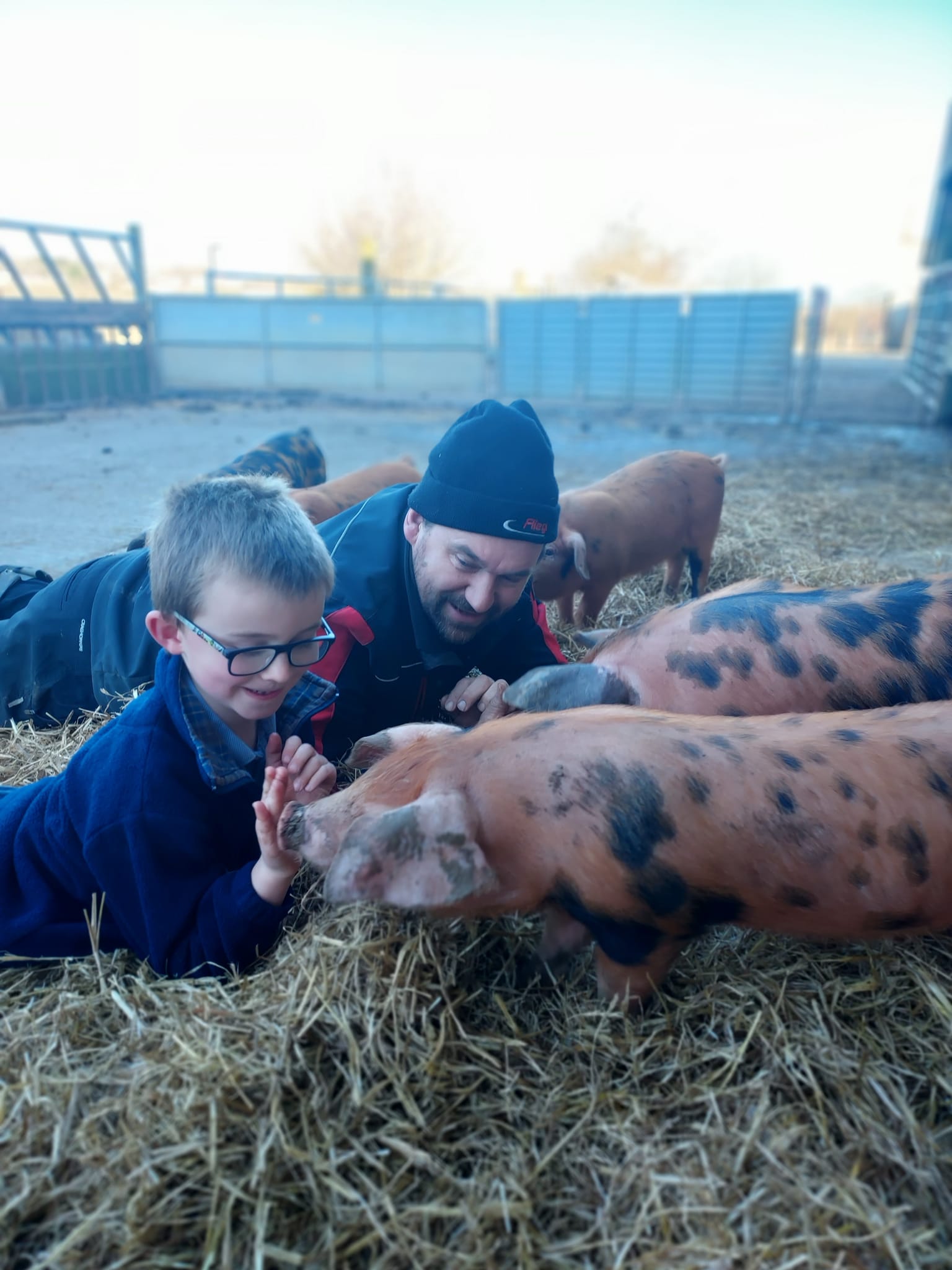 Humanising gilts and young boars - Oxford Sandy and Black Pig ...