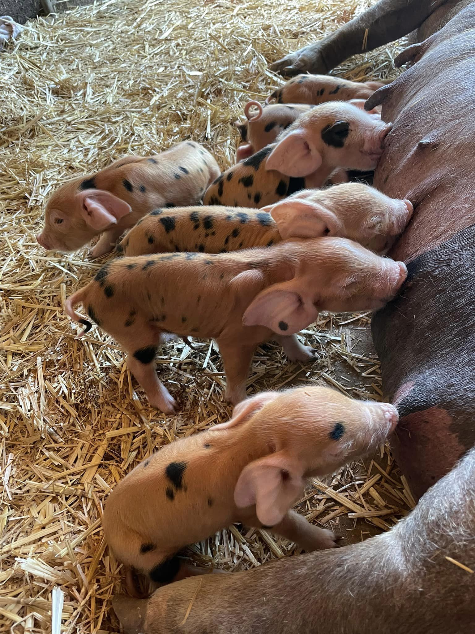 BOVINE TUBERCULOSIS IN PIGS - (bTB) - Oxford Sandy and Black Pig ...