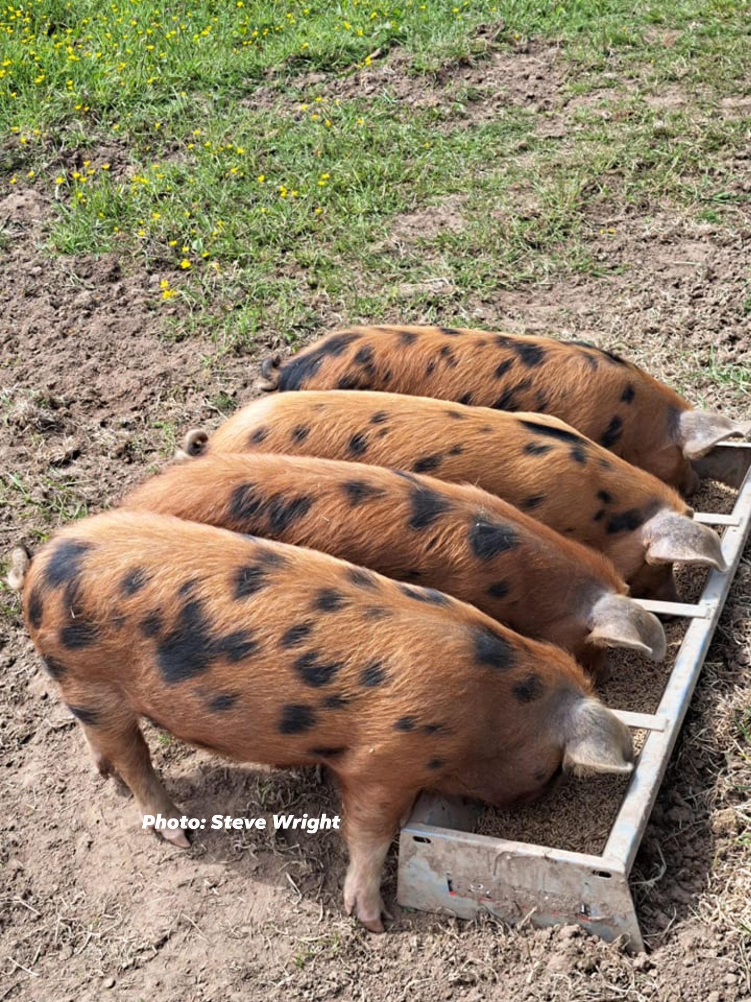 Piglet Observation - Part VII - Oxford Sandy and Black Pig Foundation ...