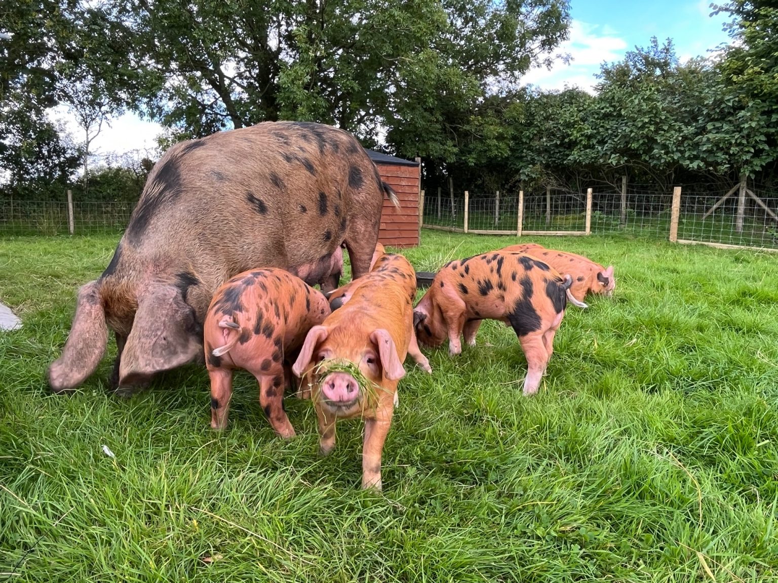 HOW OUR PIGS SEE THE WORLD - Oxford Sandy and Black Pig Foundation Charity