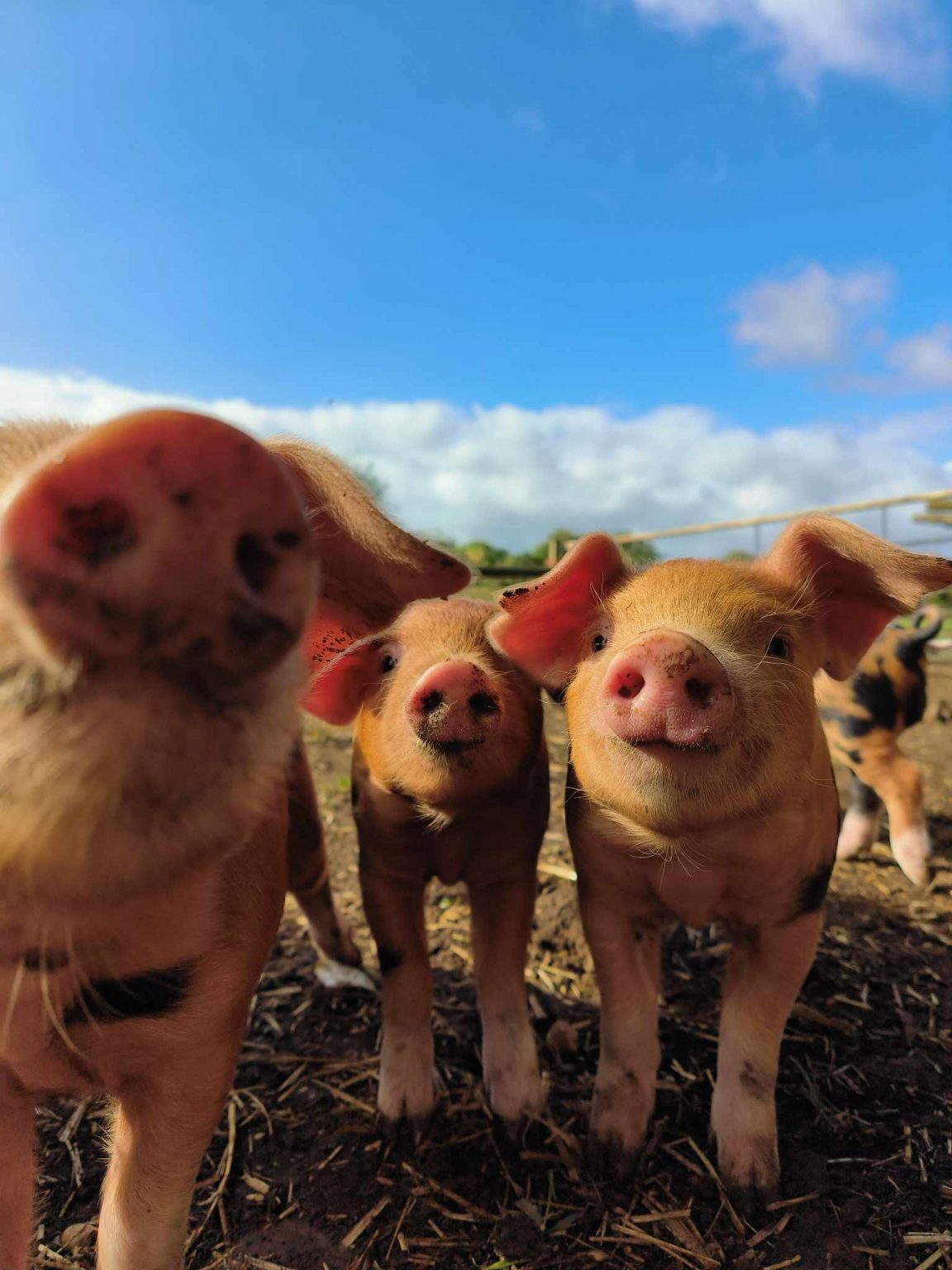 HOW OUR PIGS SEE THE WORLD - Oxford Sandy and Black Pig Foundation Charity