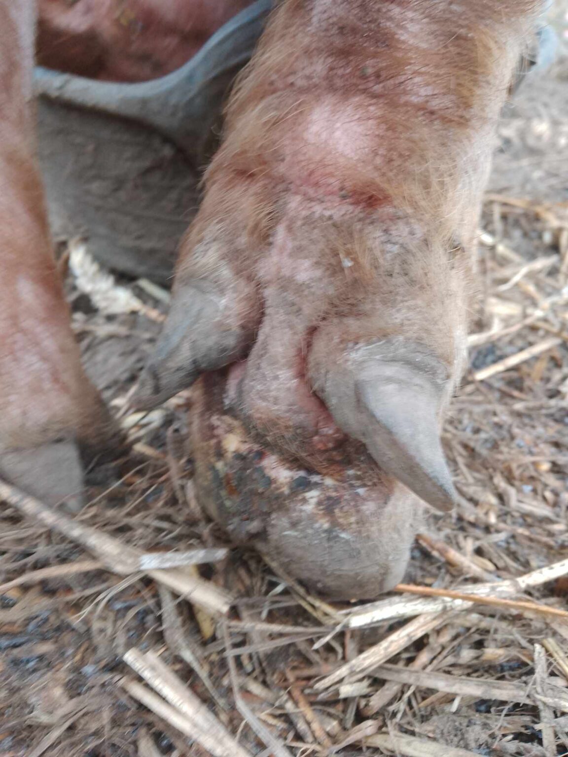 PIG PEDICURE - Oxford Sandy and Black Pig Foundation Charity