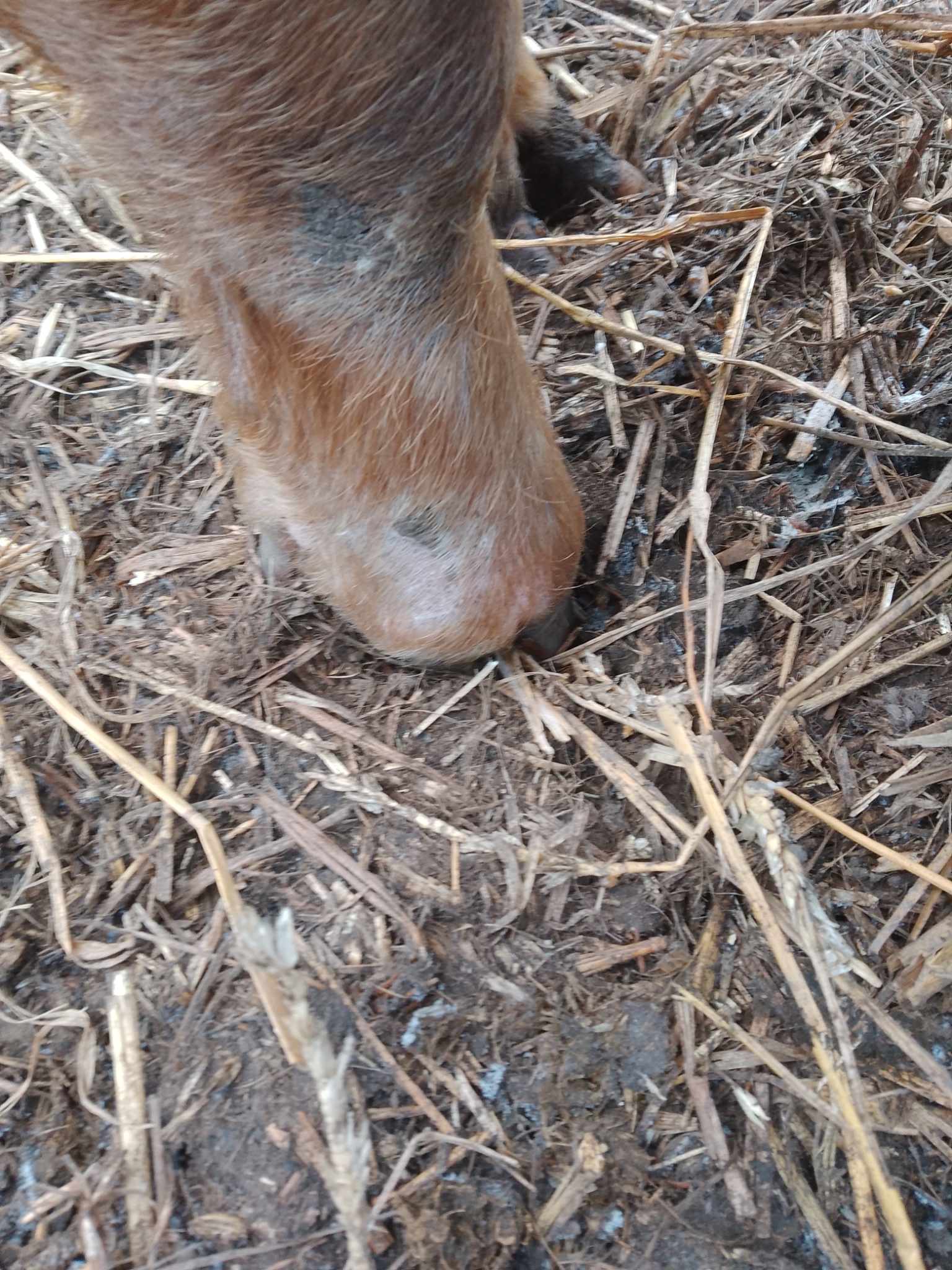 PIG PEDICURE - Oxford Sandy and Black Pig Foundation Charity