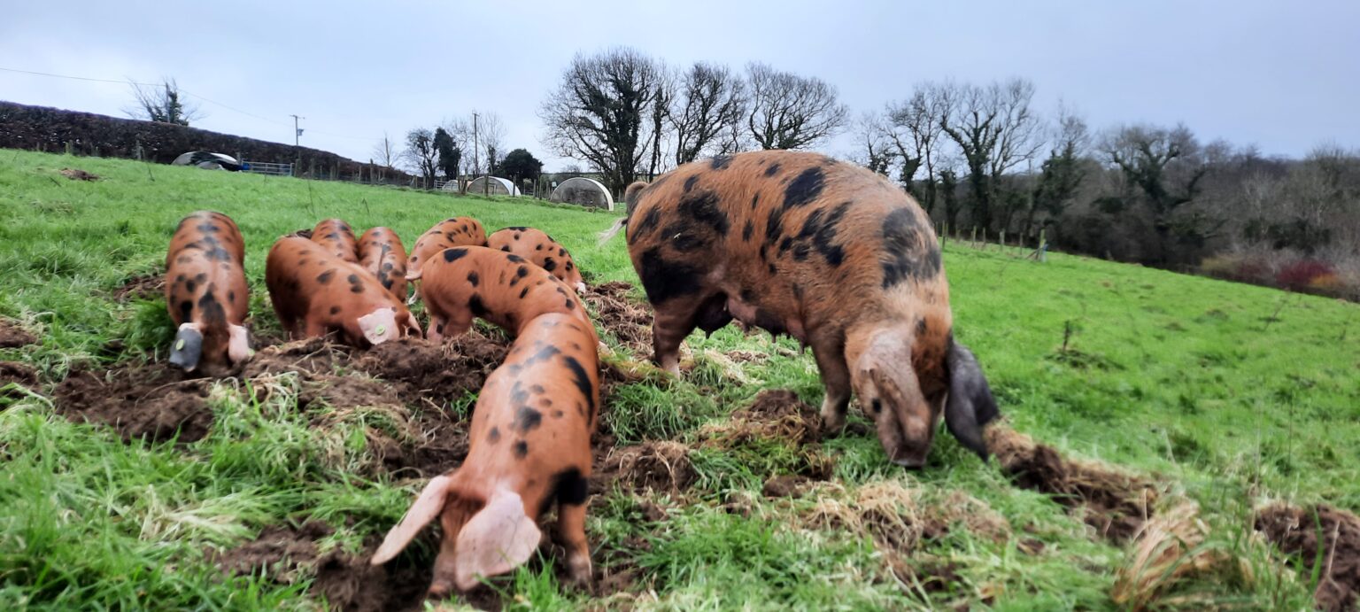 GASTRIC ULCERS IN PIGS - Oxford Sandy and Black Pig Foundation Charity