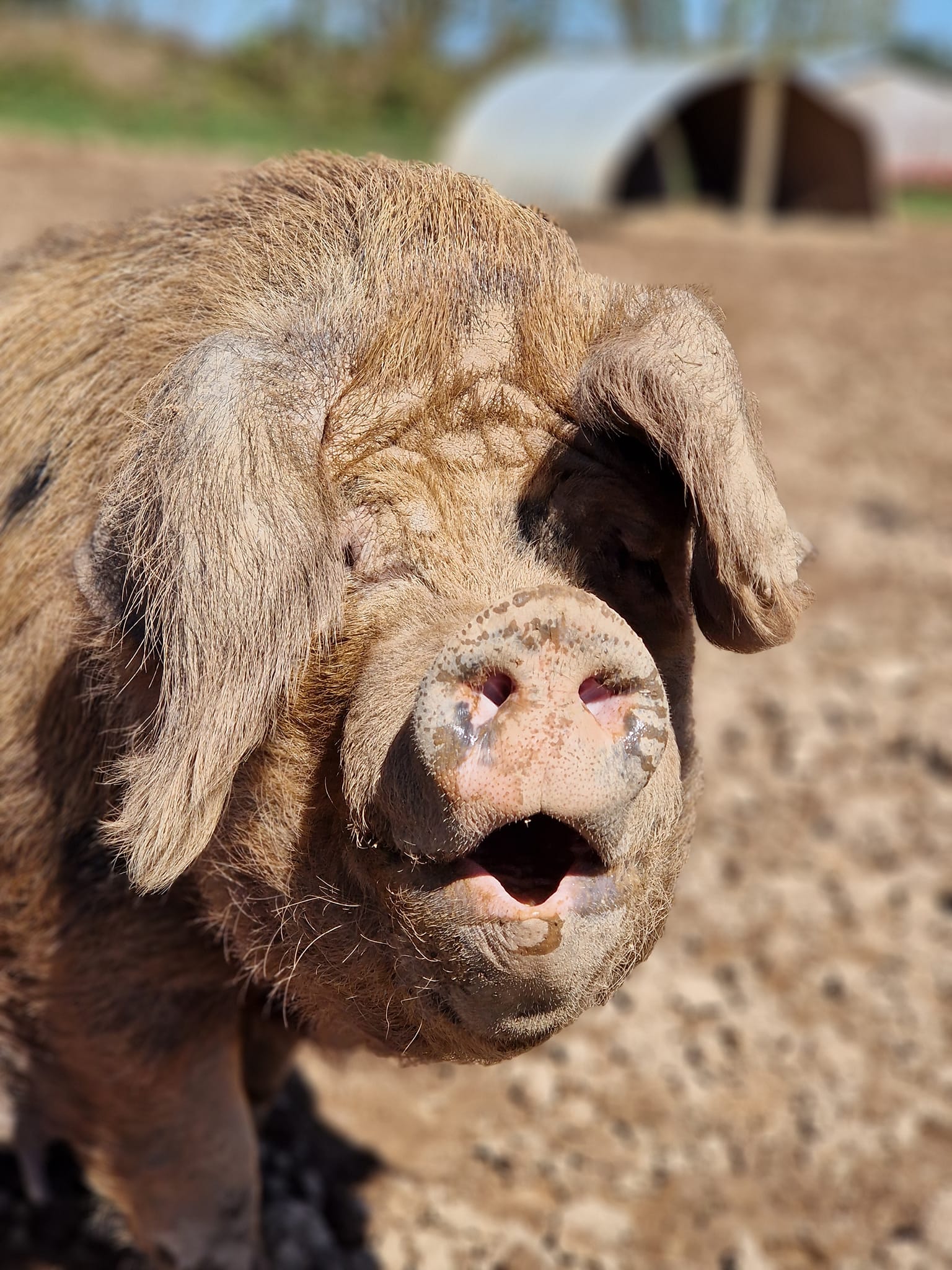 PIG UTERINE PROLAPSE - Oxford Sandy and Black Pig Foundation Charity