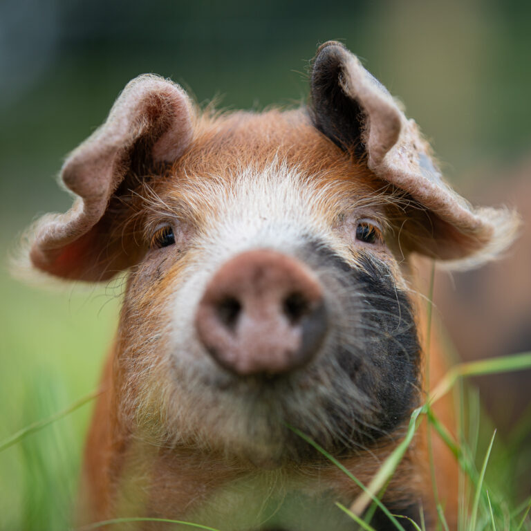 CANNIBALISM IN PIGS - Oxford Sandy and Black Pig Foundation Charity