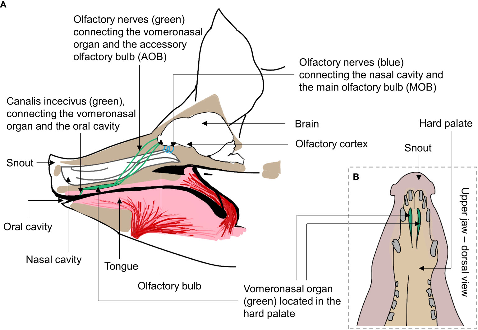 Unlocking the Secrets of a Pig's Nose: More Than Meets the Snout ...