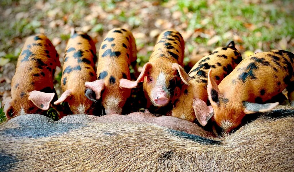 Weaners available 2 Gilts, 1 boar remaining - Oxford Sandy and Black ...